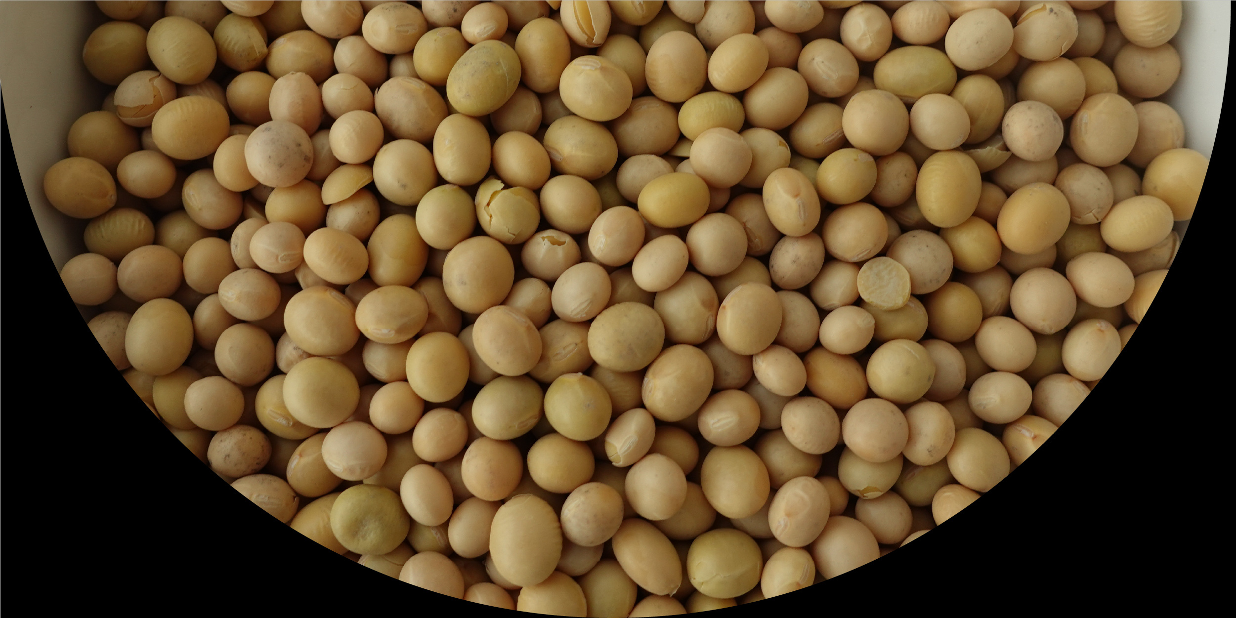 Buyer's Guide: North America’s Natto Beans Market